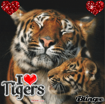 I Love You Tigers