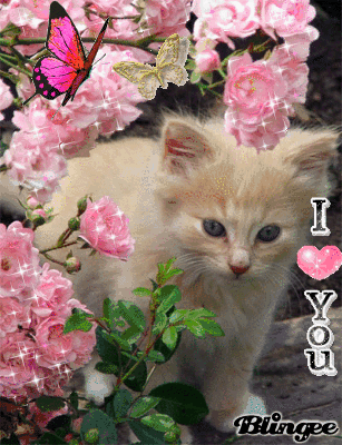 I Love You Kitten Gif