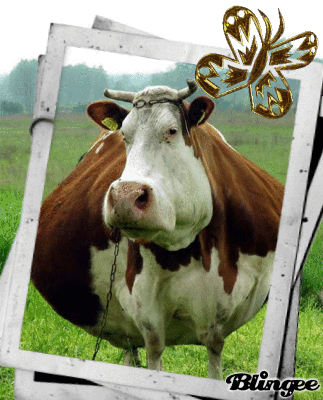 Funny Cow Gif Tumblr