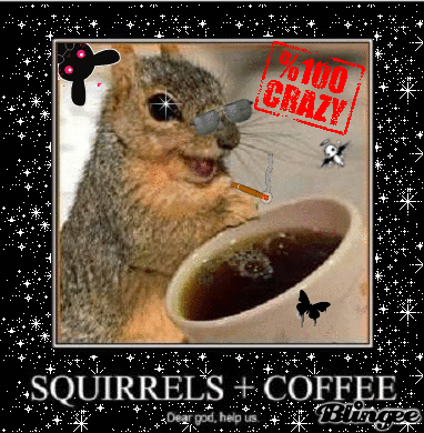 Squirrel Drinking Coffee Gif