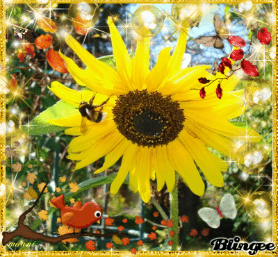 Sunflower Myspace Backgrounds