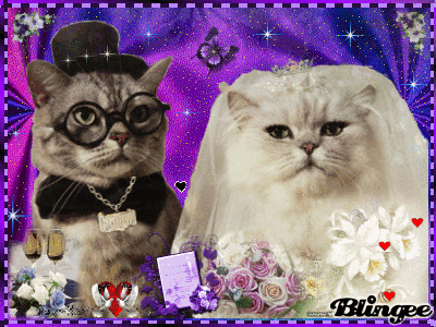 cat bride